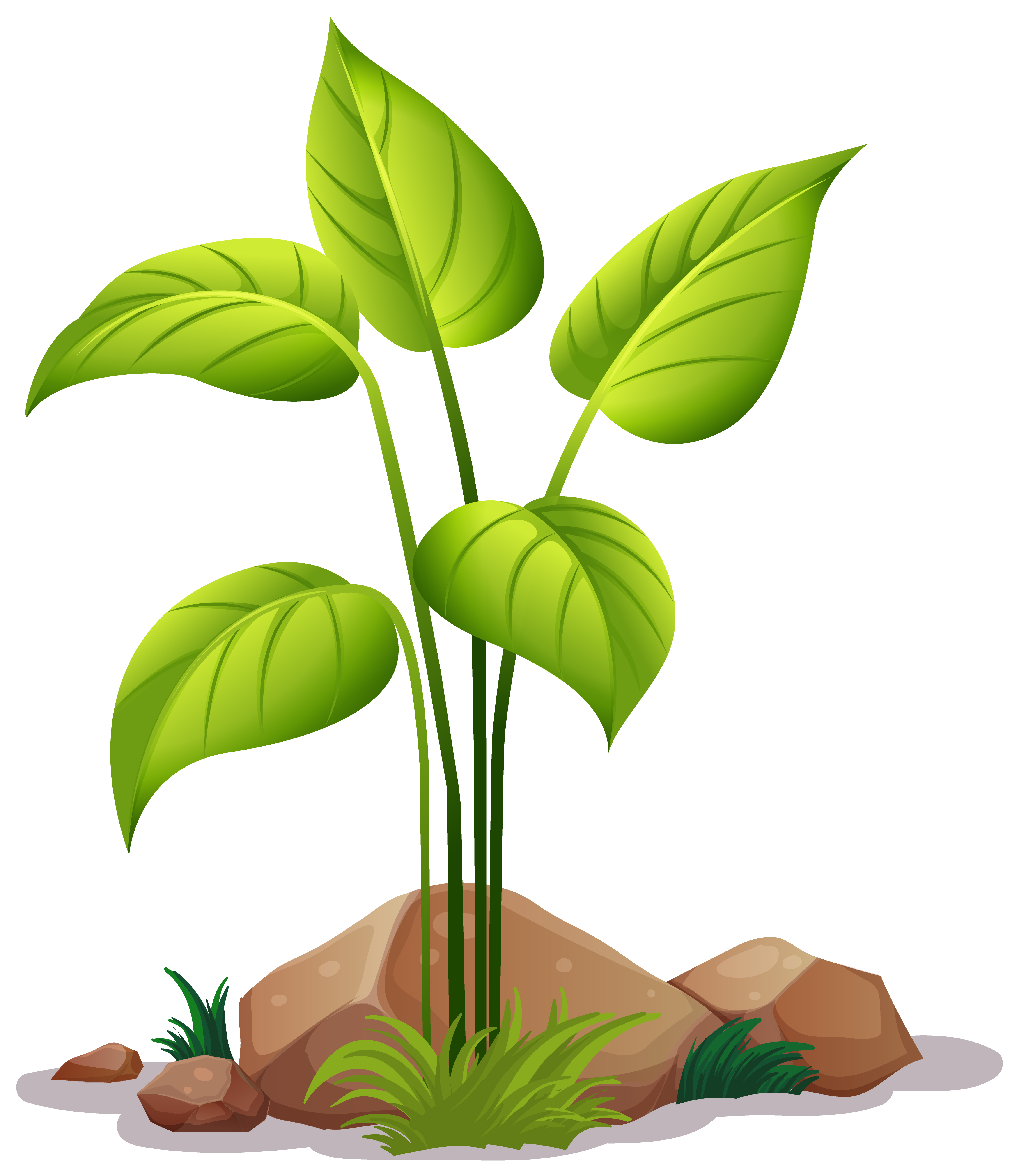 Plant Matchmaker | Home